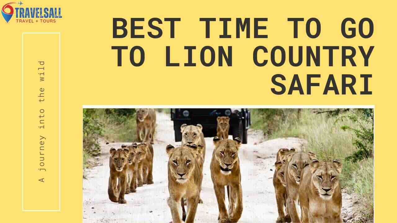 When is the Best Time to Go to Lion Country Safari - Travels All
