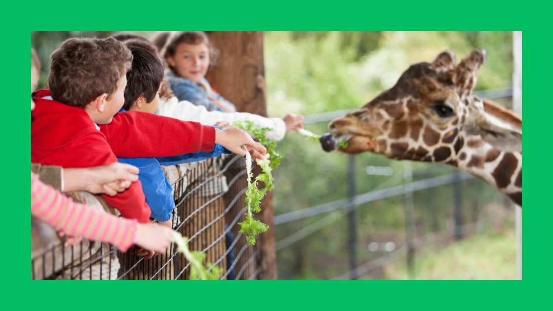 Can You Go to the Zoo by Yourself | One Ticket, One Mission