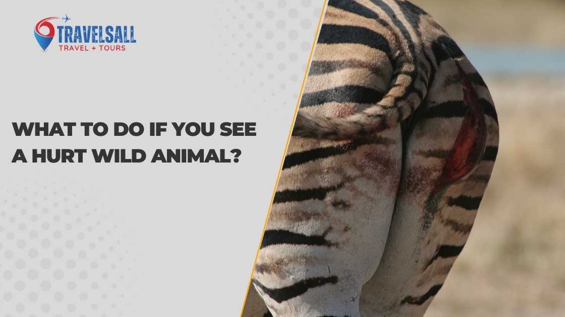 What to Do If You See a Hurt Wild Animal?