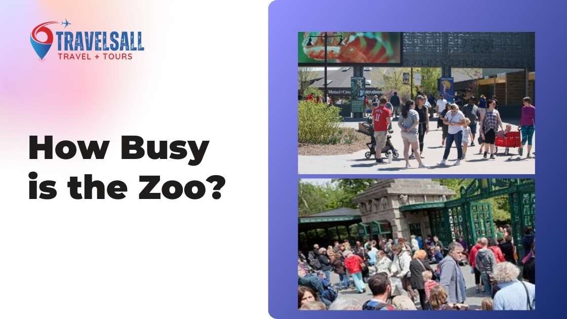 How Busy is the Zoo? Expert tips