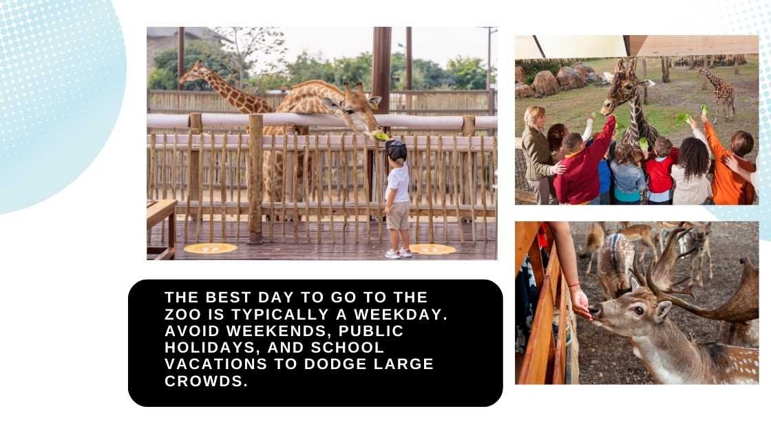 What is the Best Day to Go to the Zoo? - Travels All